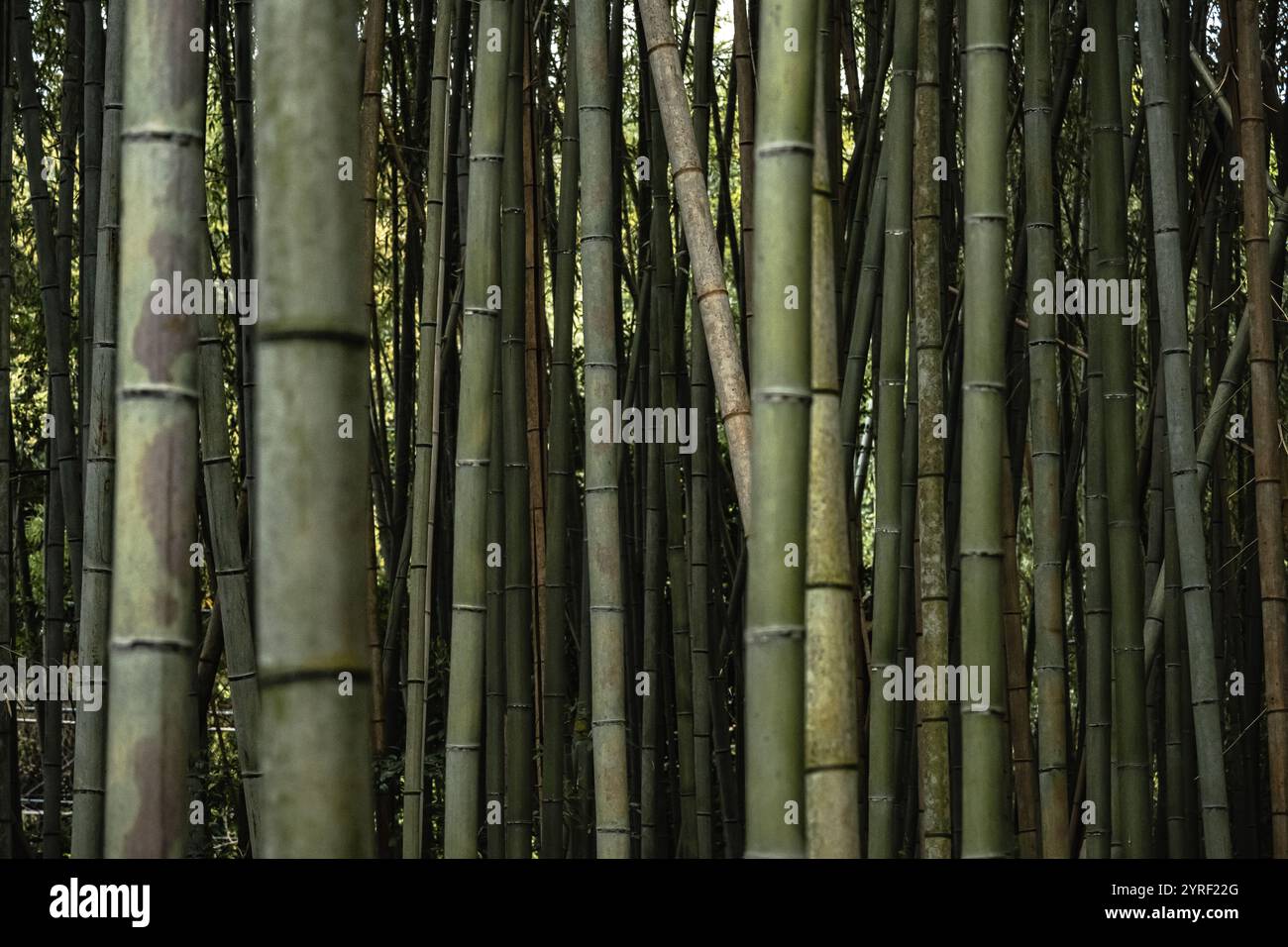 A serene view of the lush bamboo forest in Kyoto, Japan, showcasing ...