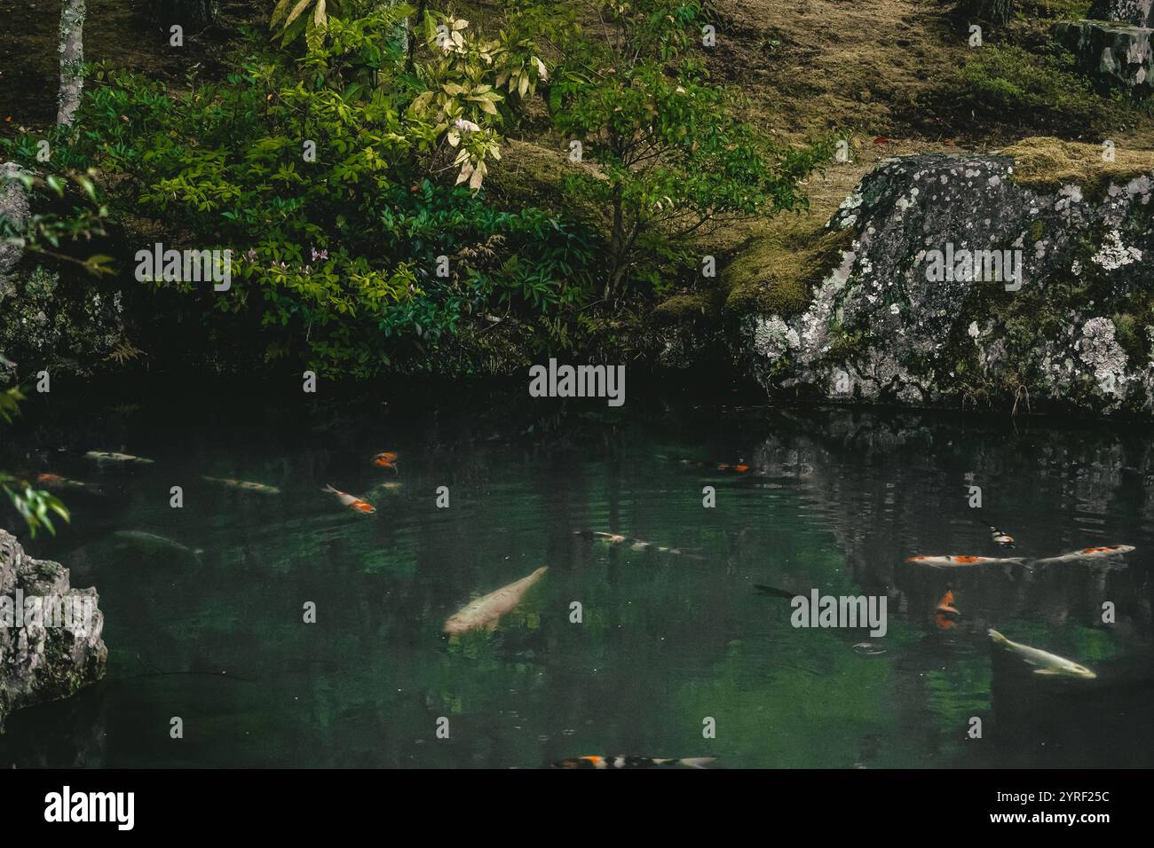 Fish in pond surrounded flora hi-res stock photography and images - Alamy