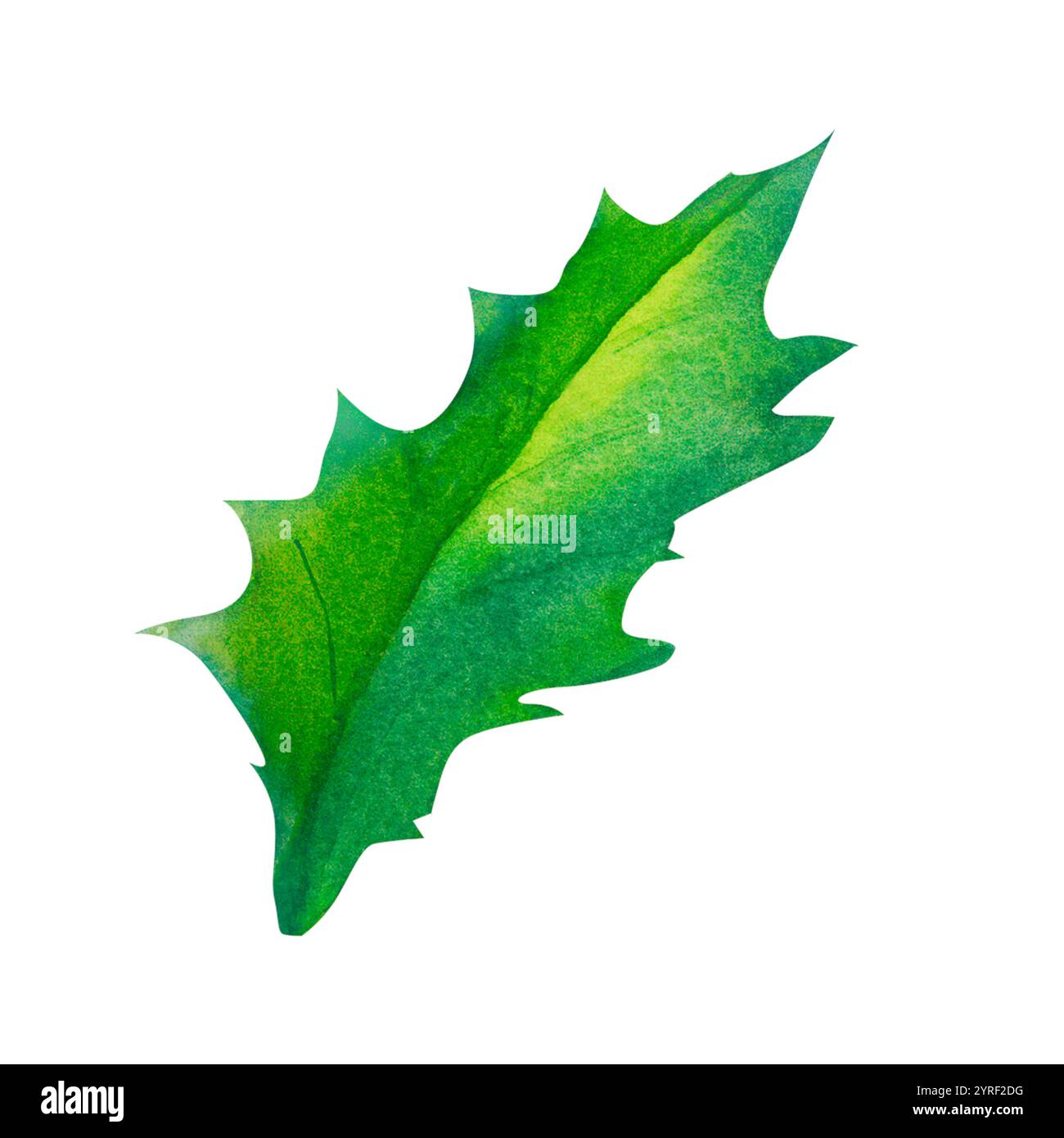 Holiday Holly Artwork: A beautifully rendered watercolor depiction of ...