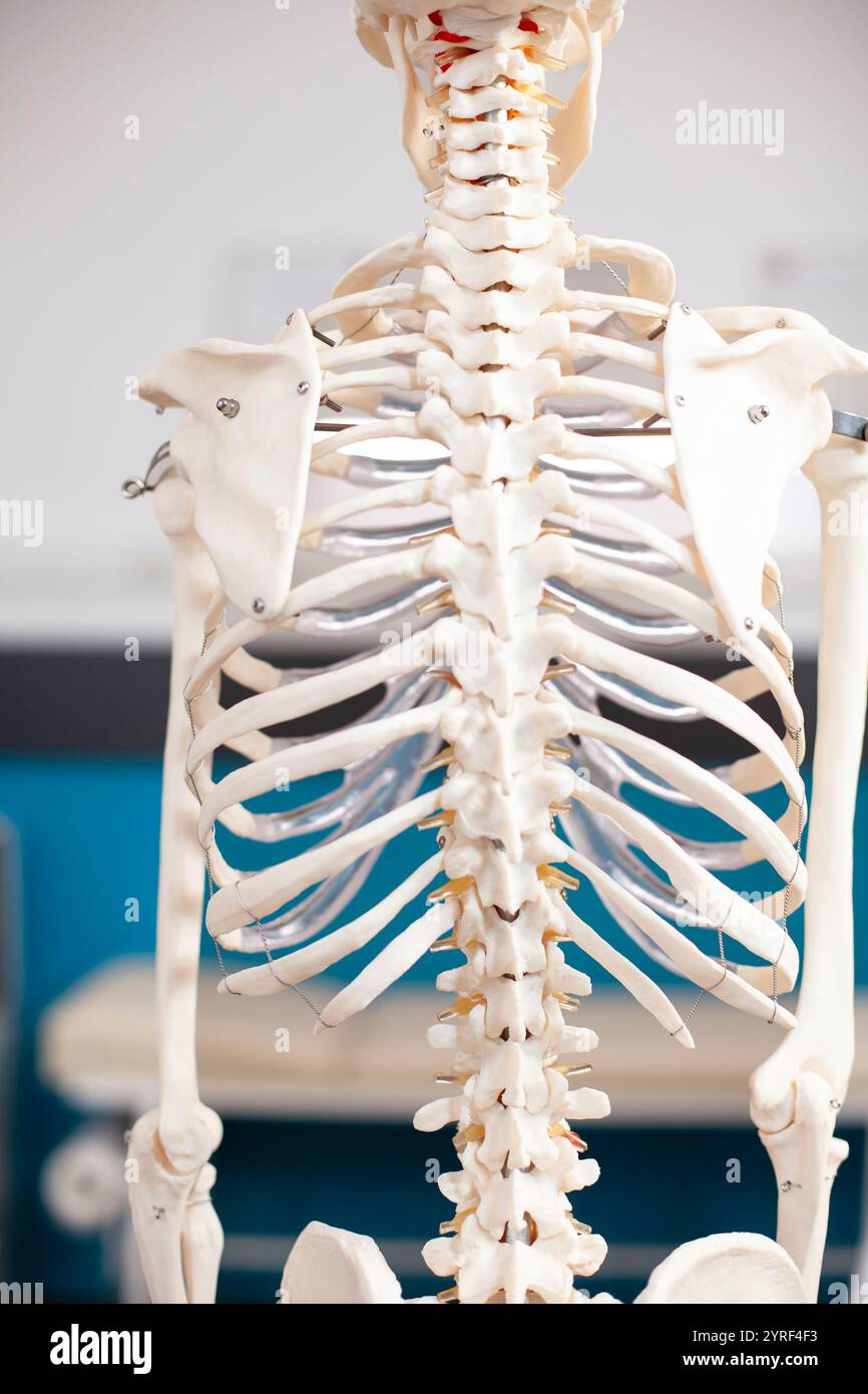 Detailed skeletal structure hi-res stock photography and images - Alamy