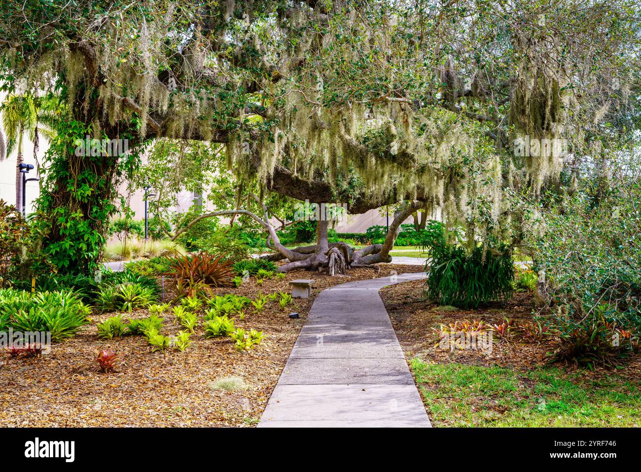 Scenic walking trail in a park in Sarasota, FL Stock Photo - Alamy