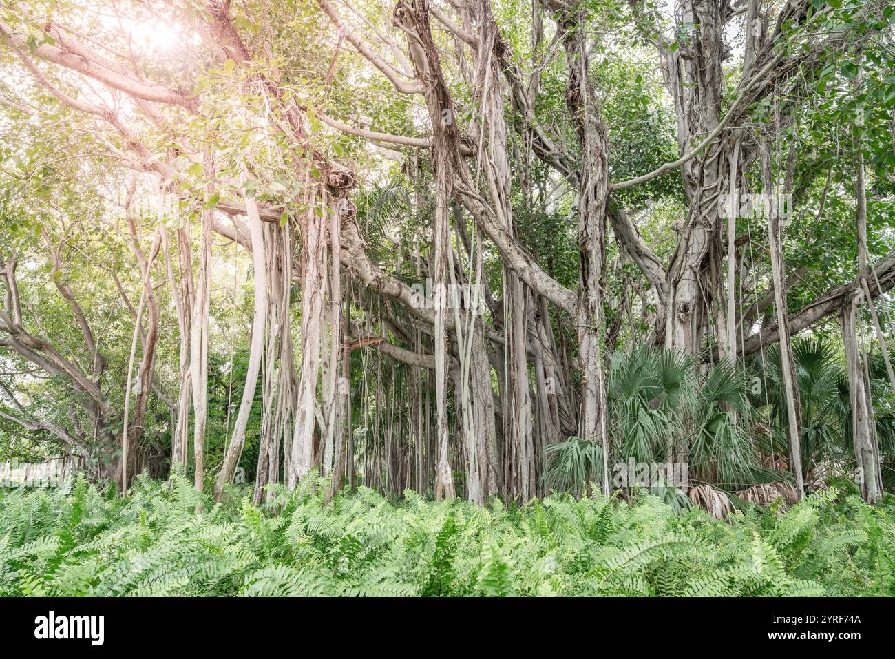 Beautiful park in florida hi-res stock photography and images - Alamy