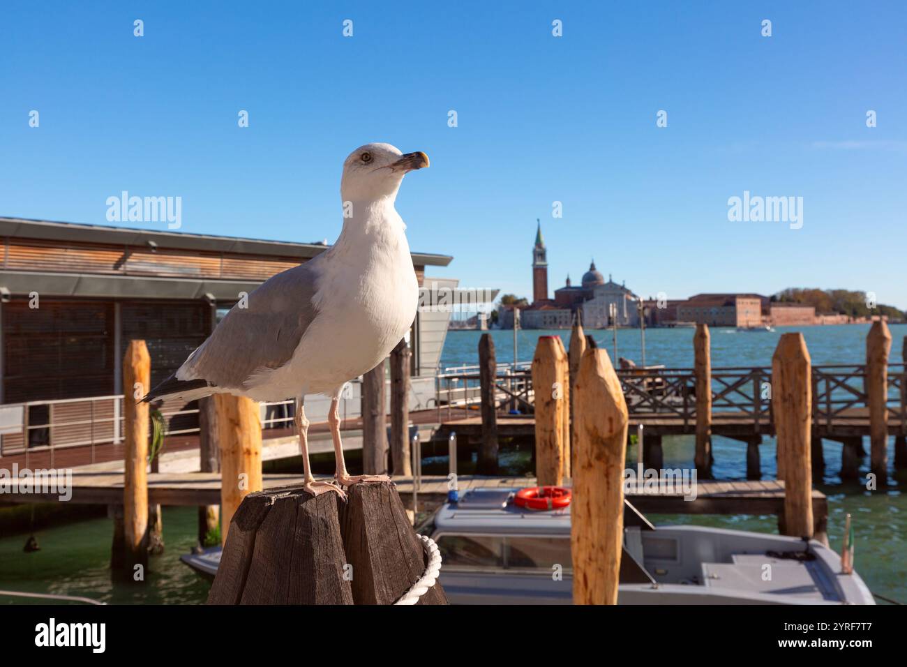 A seagull sits on the embankment with the island of San Giorgio ...