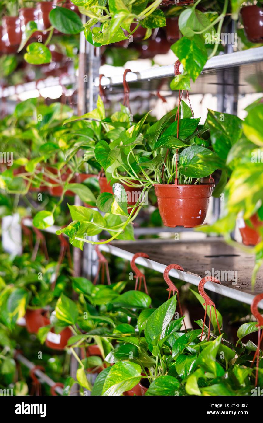 Tall specimens pothos tutor stand on floor, climbing vines presented on ...