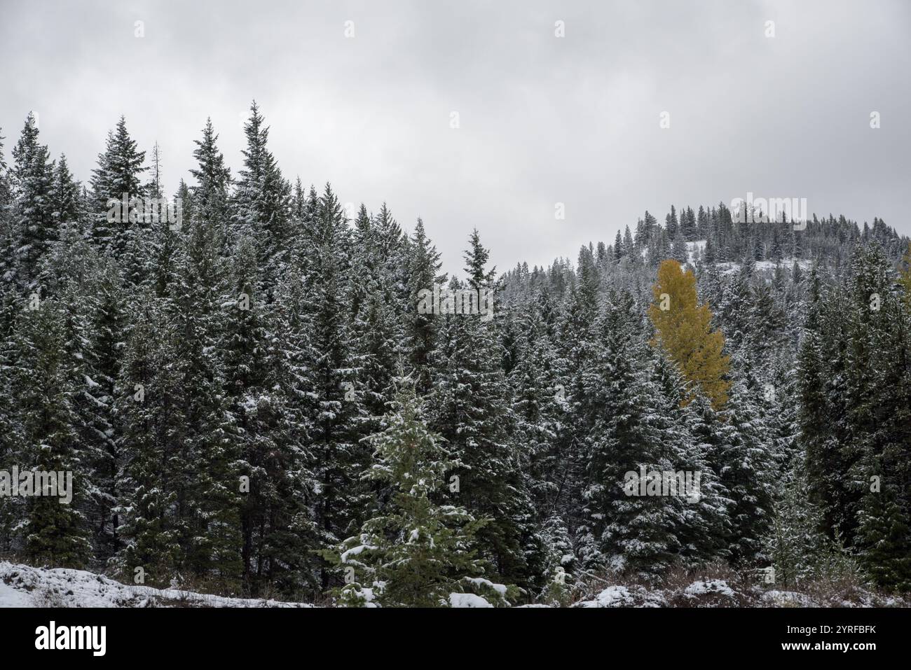 pine tree forest in snow in Hampton Campground in Manning Provincial ...
