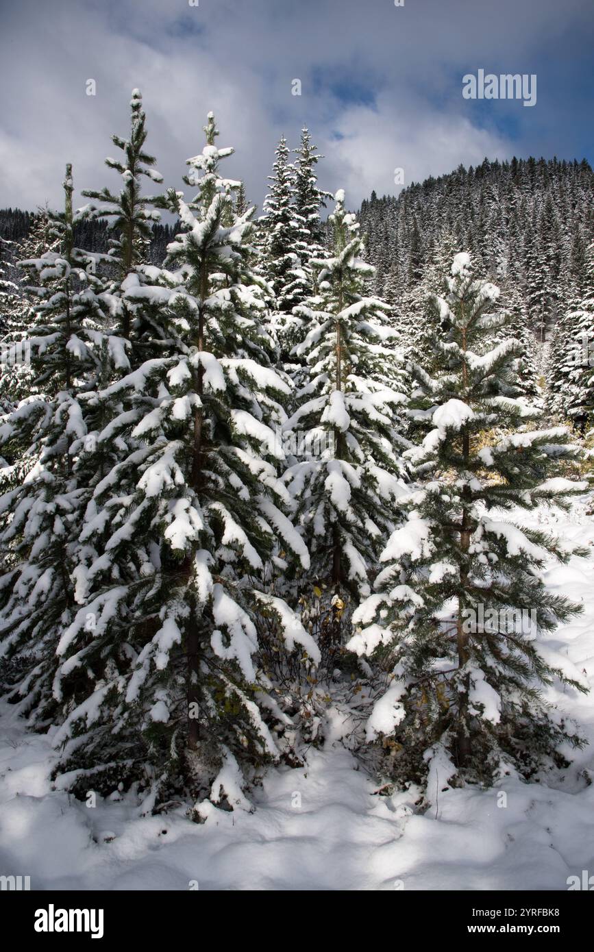 pine tree forest in snow in Hampton Campground in Manning Provincial ...