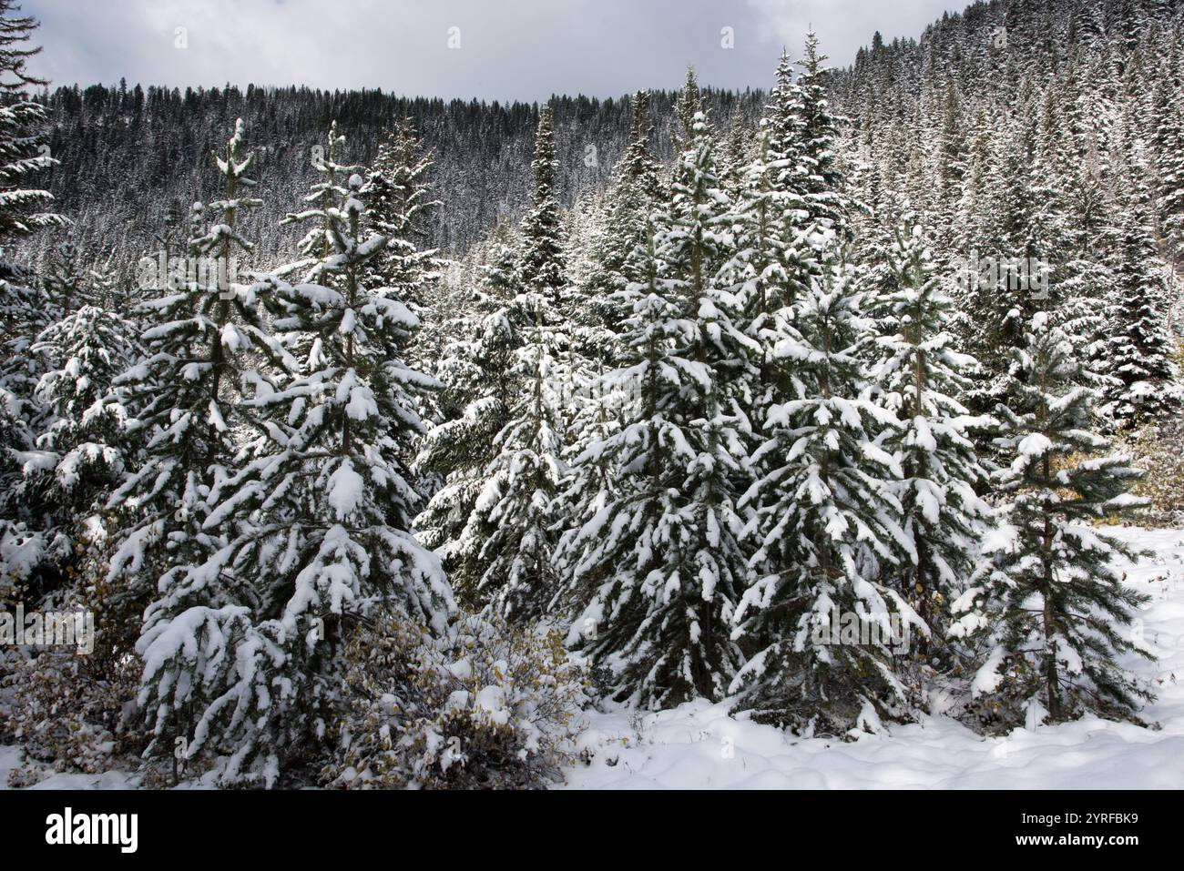 pine tree forest in snow in Hampton Campground in Manning Provincial ...