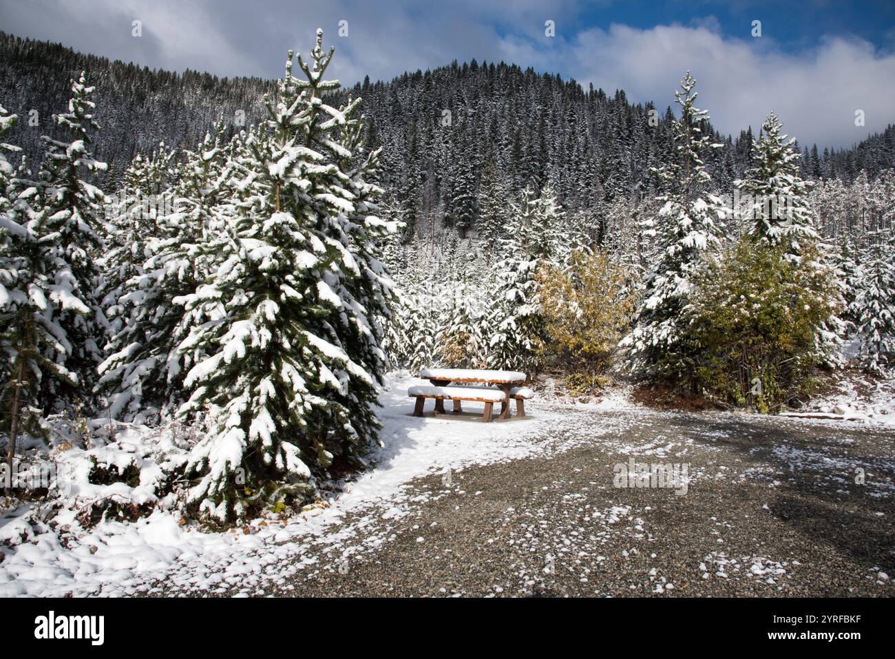 pine tree forest in snow in Hampton Campground in Manning Provincial ...