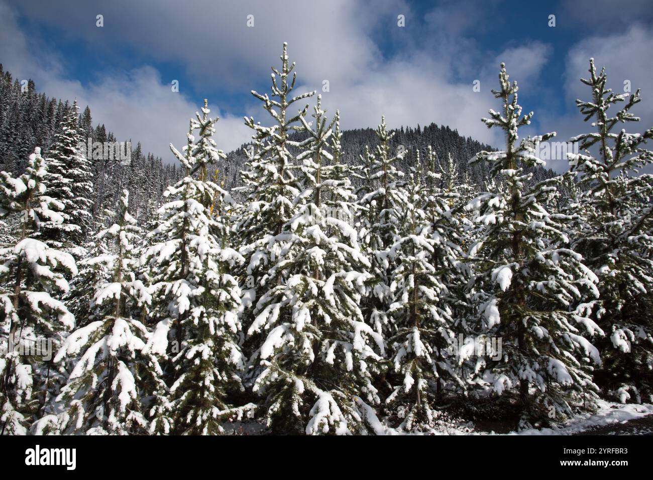 pine tree forest in snow in Hampton Campground in Manning Provincial ...