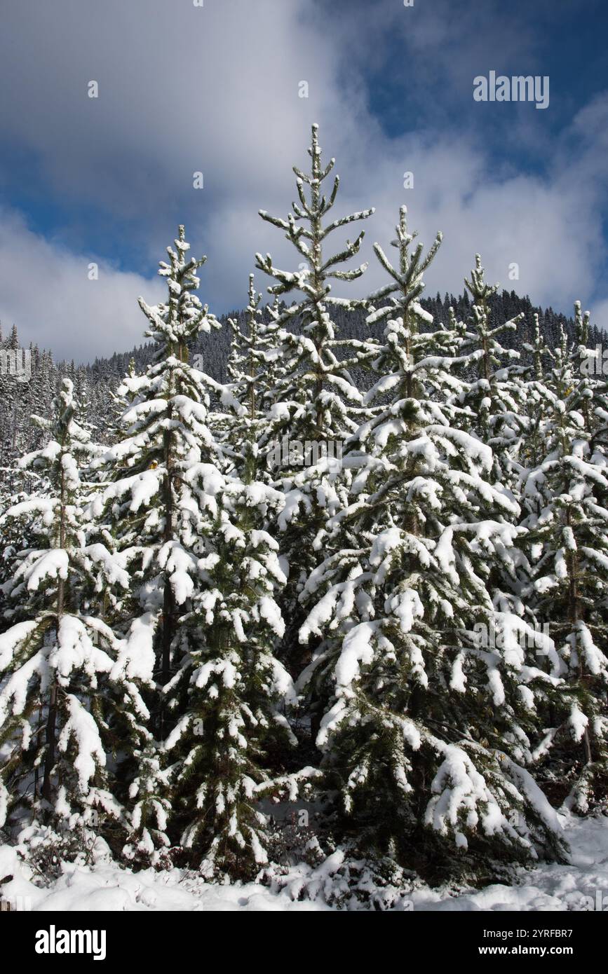 pine tree forest in snow in Hampton Campground in Manning Provincial ...