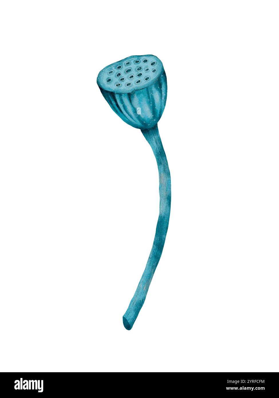 A beautifully illustrated water lily seed pod delicately perched on a ...