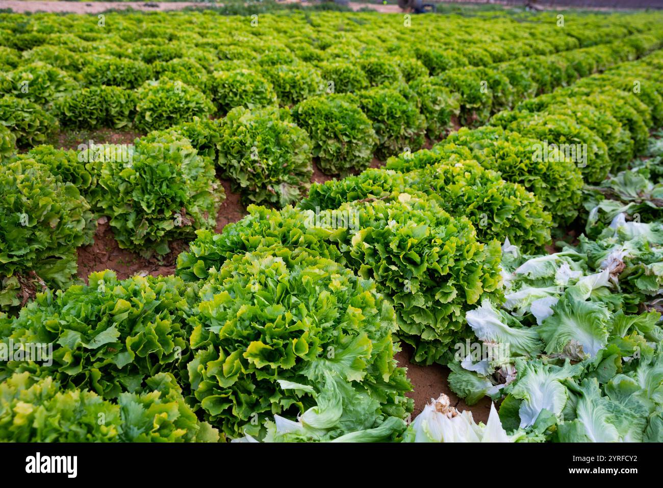 Lettuce growing on the field Stock Photo - Alamy