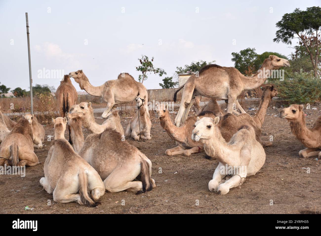 Camels in the desert Stock Photo - Alamy