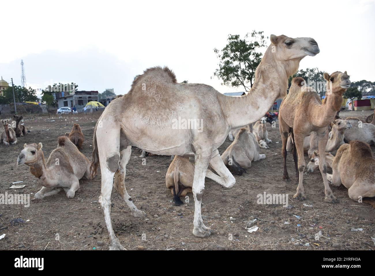 Camels in the desert in Sanaag region, Somaliland Stock Photo - Alamy