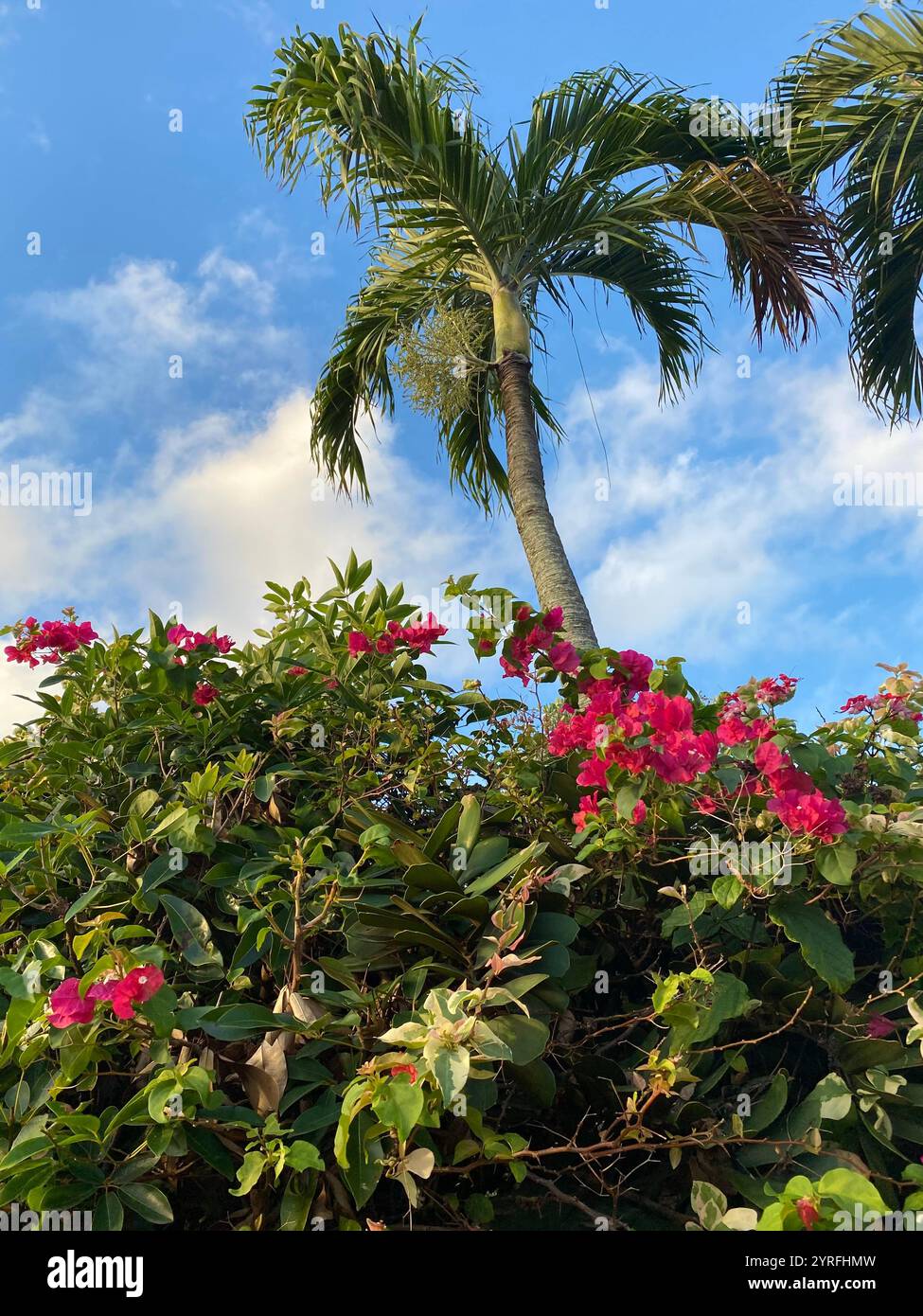 Honolulu beach palm smartphone stock photos and images - Alamy