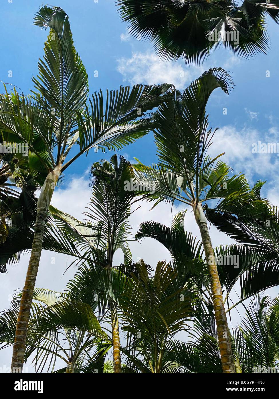 Honolulu beach palm smartphone stock photos and images - Alamy