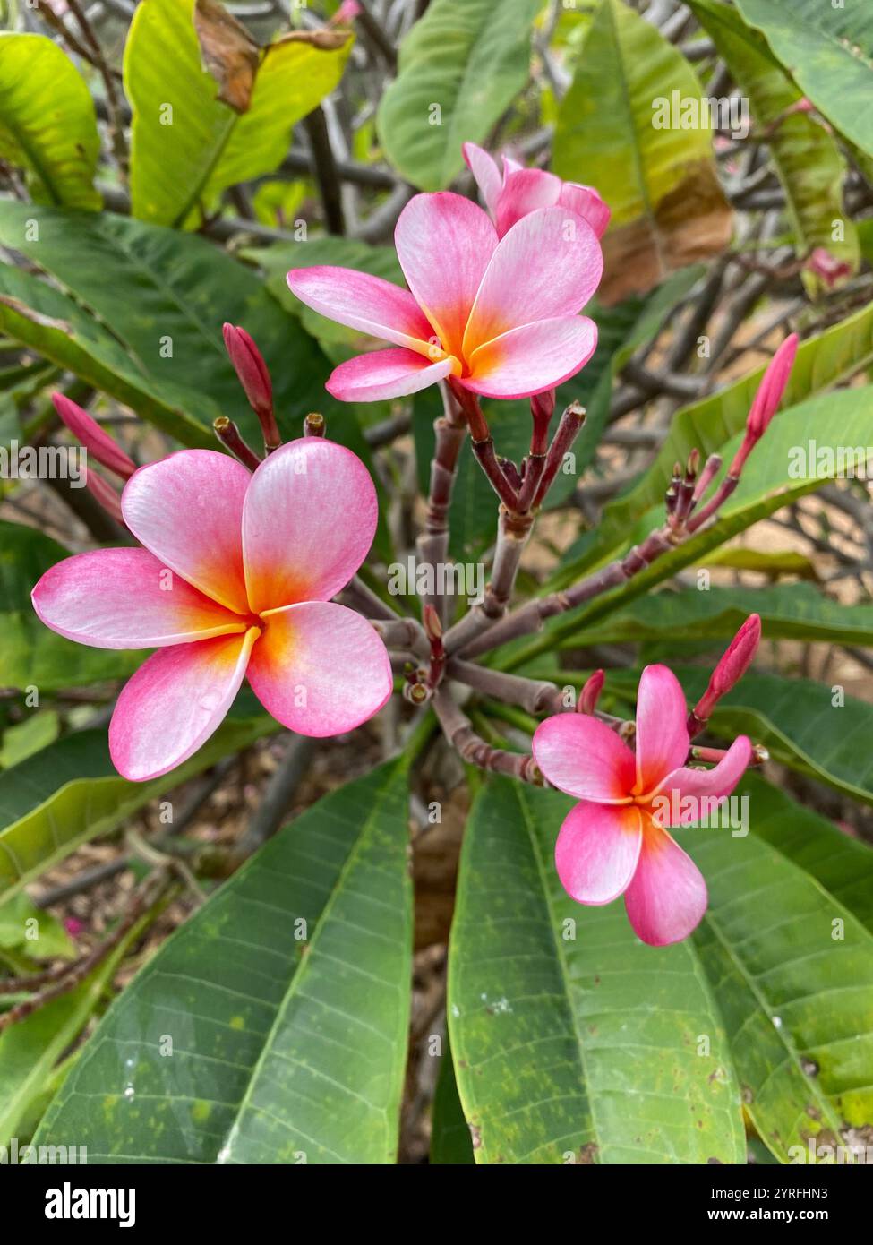 Honolulu beach palm smartphone stock photos and images - Alamy