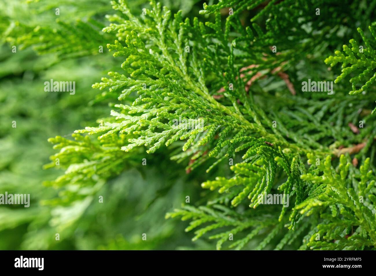 conifer pine foliage backgrounds texture pattern wallpaper, green ...