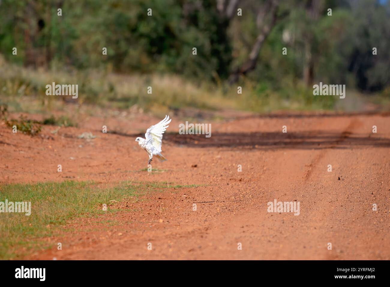 Corella bird, Cacatua Licmetis, Australian native white cockatoo ...