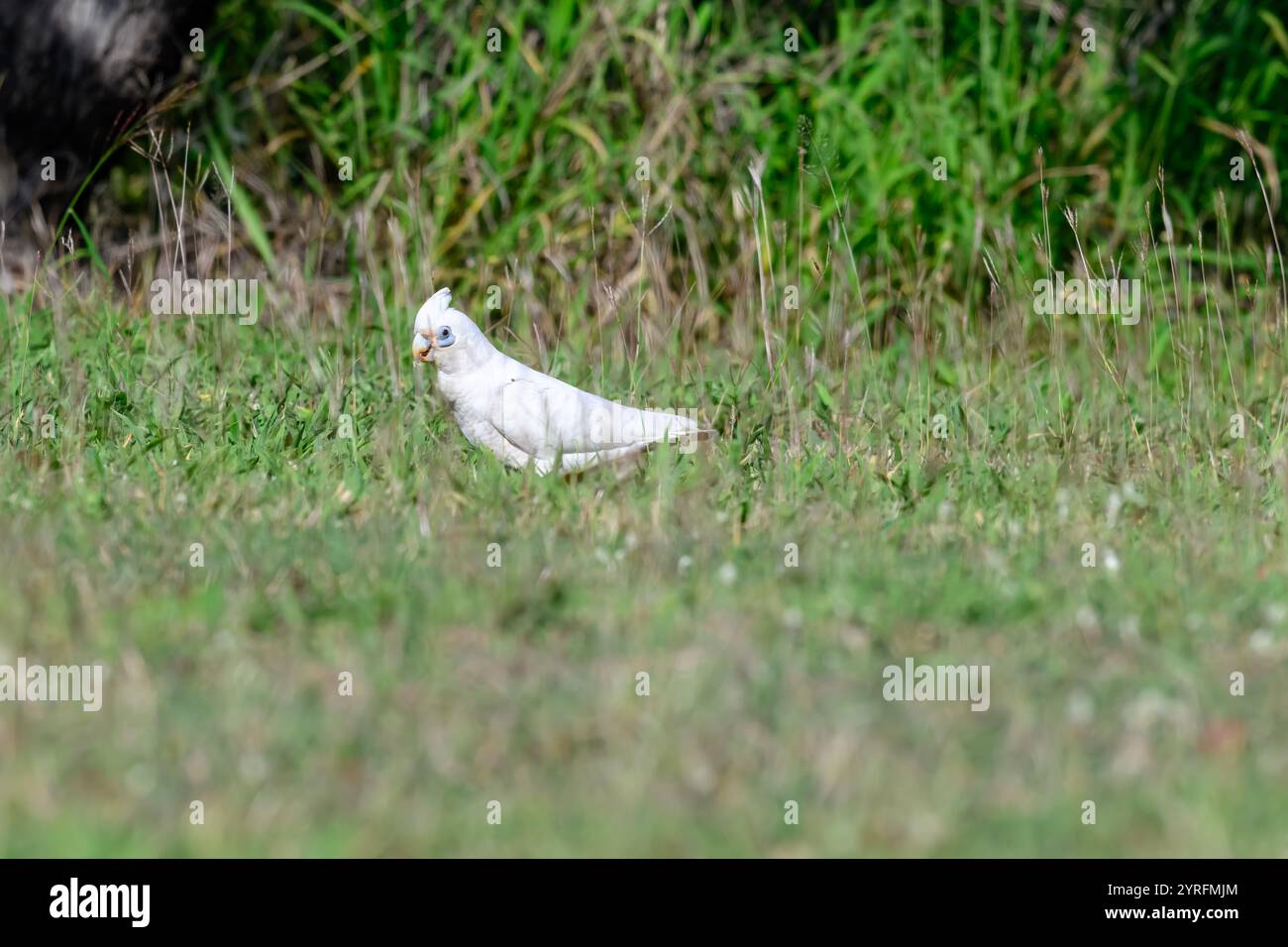 Corella bird, Cacatua Licmetis, Australian native white cockatoo ...