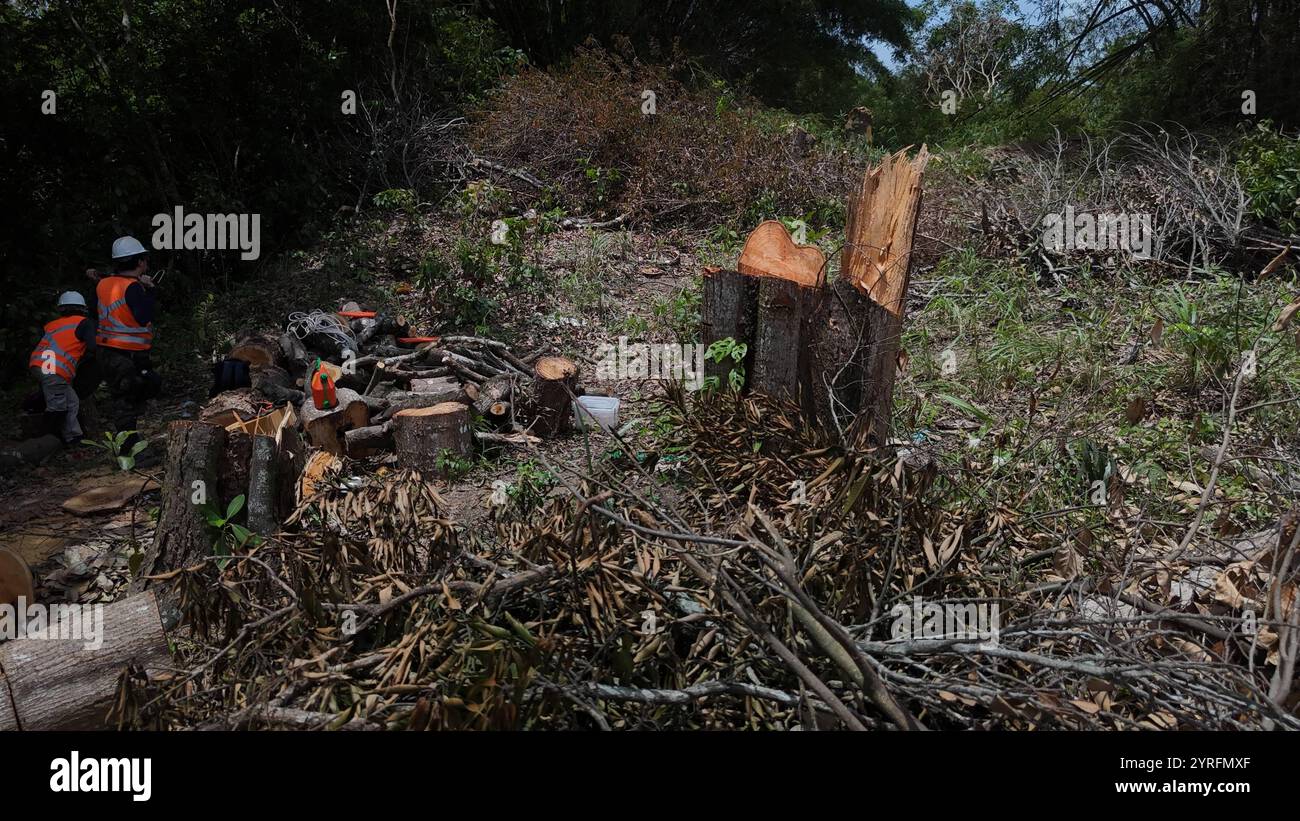 Deforestation for implementation of the VLT salvador, bahia, brazil ...