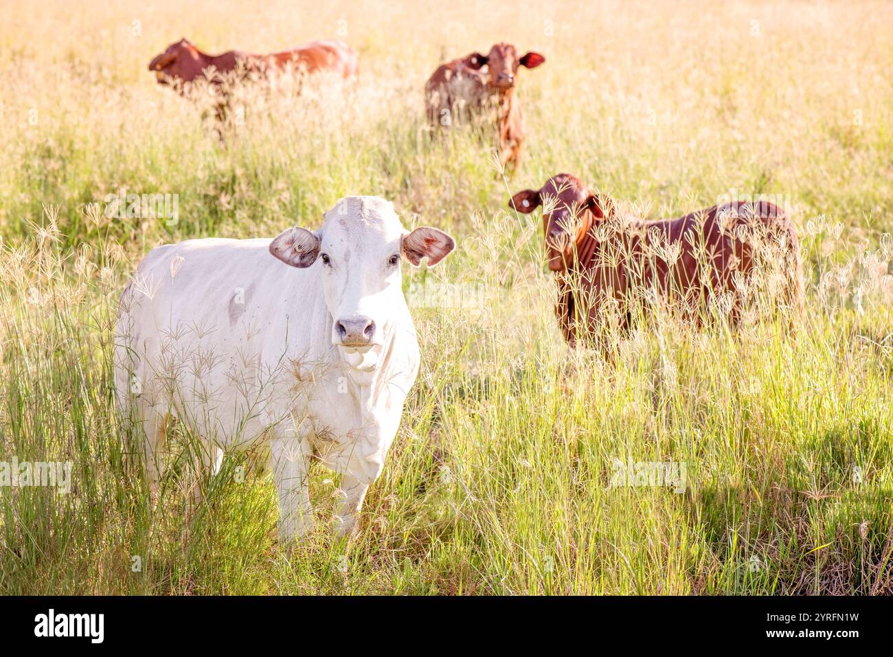 Four cows cattle in long lush grass, in afternoon sunlight, looking at ...