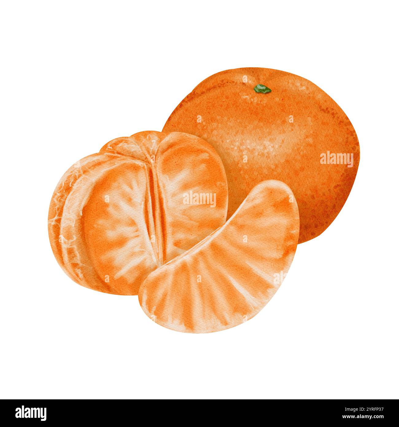 orange tangerine, half a citrus and a slice. Watercolor illustration ...