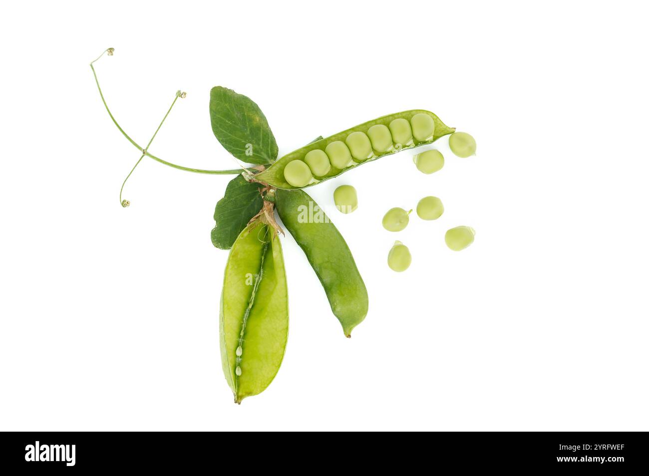 A tip of a leaf Cut Out Stock Images & Pictures - Alamy