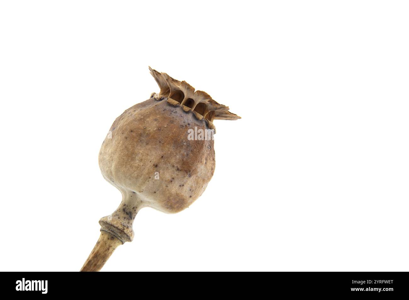 This image features a detailed close-up of a dried poppy seed pod set ...