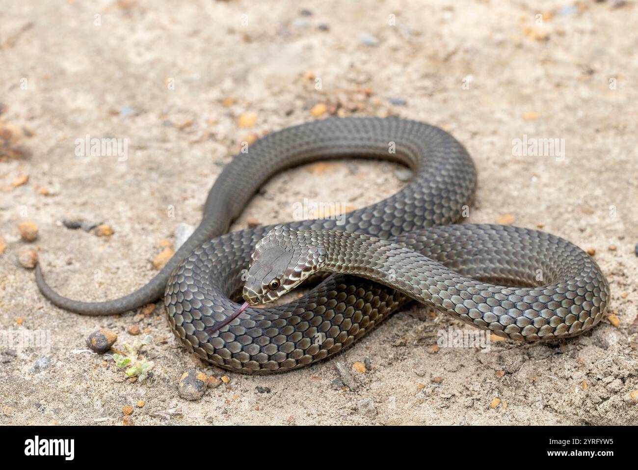Australian Pygmy Copperhead Snake flickering it's tongue Stock Photo ...