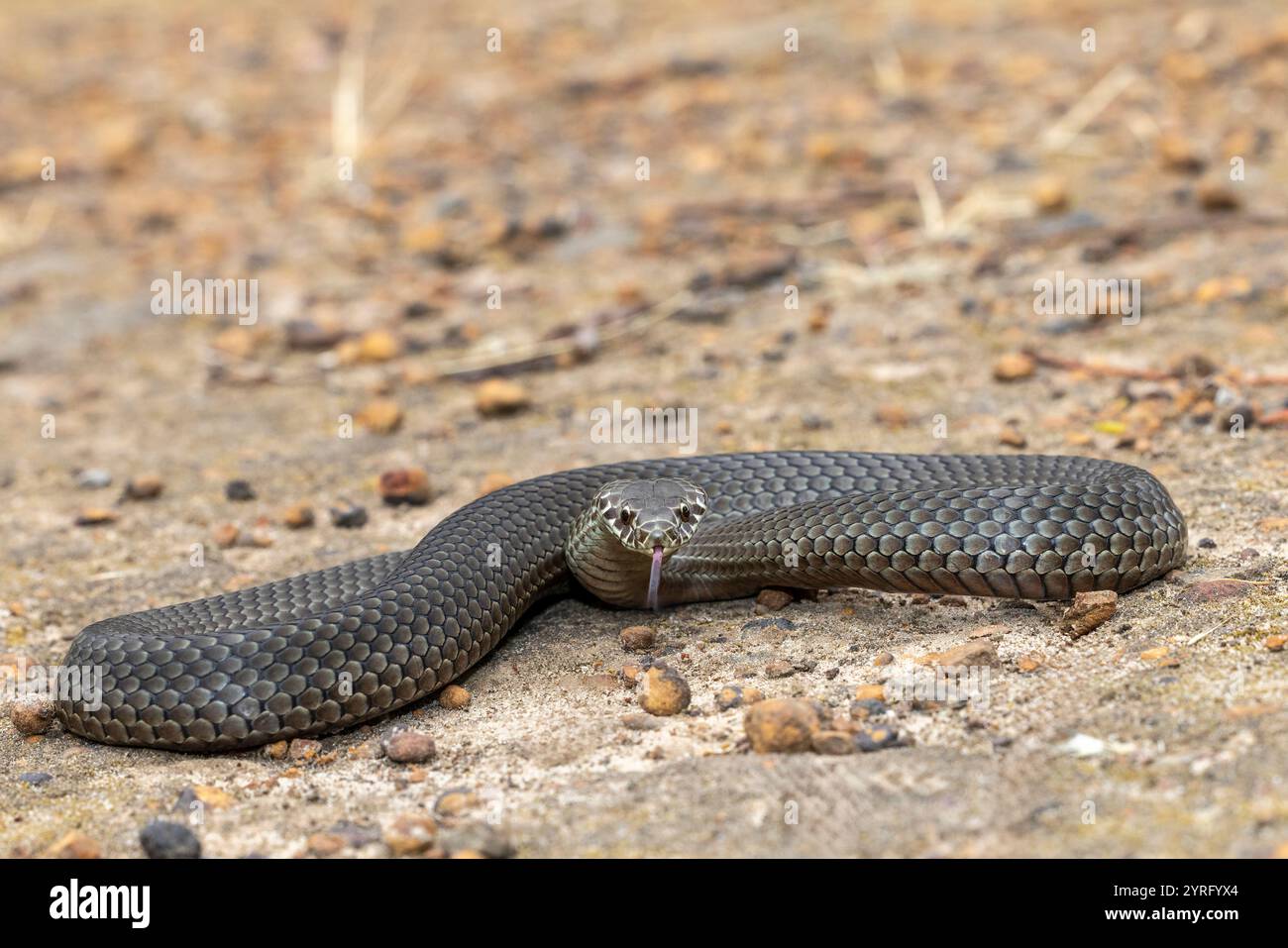 Australian Pygmy Copperhead Snake flickering it's tongue Stock Photo ...