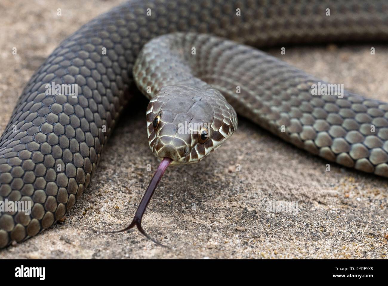 Australian Pygmy Copperhead Snake flickering it's tongue Stock Photo ...