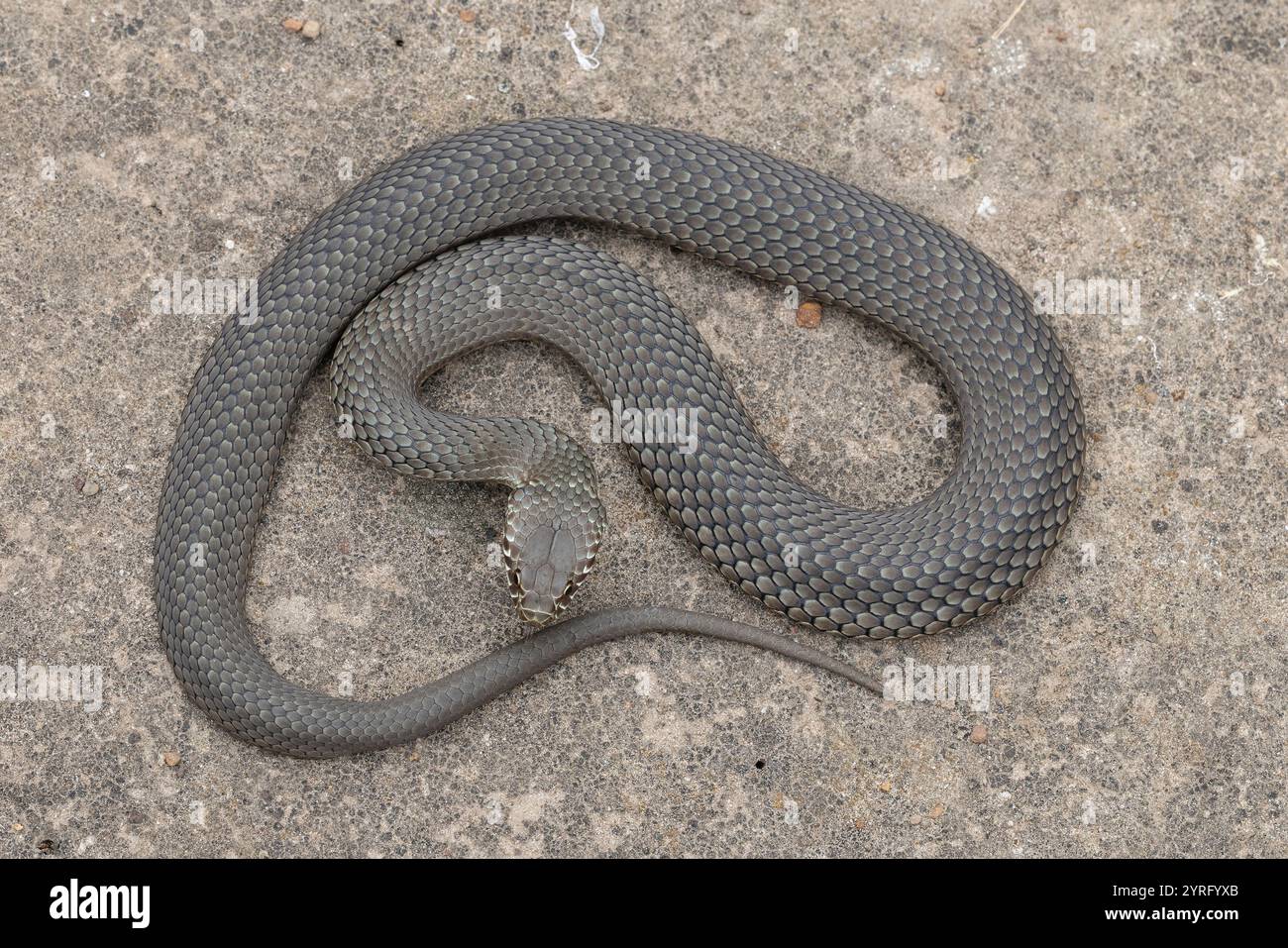 Australian Pygmy Copperhead Snake flickering it's tongue Stock Photo ...