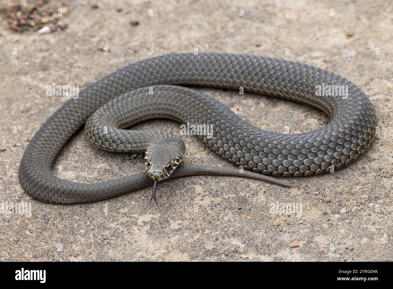 Australian Pygmy Copperhead Snake flickering it's tongue Stock Photo ...