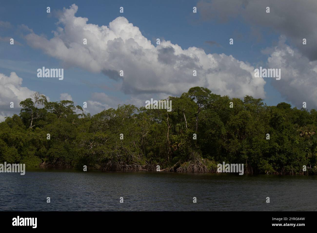 Centla Mangroves on Grijalva River Stock Photo - Alamy