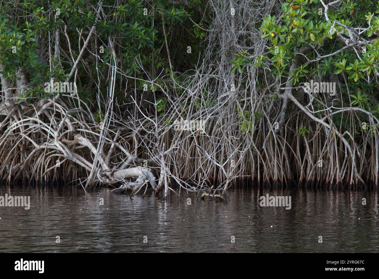 Centla Mangroves on Grijalva River Stock Photo - Alamy
