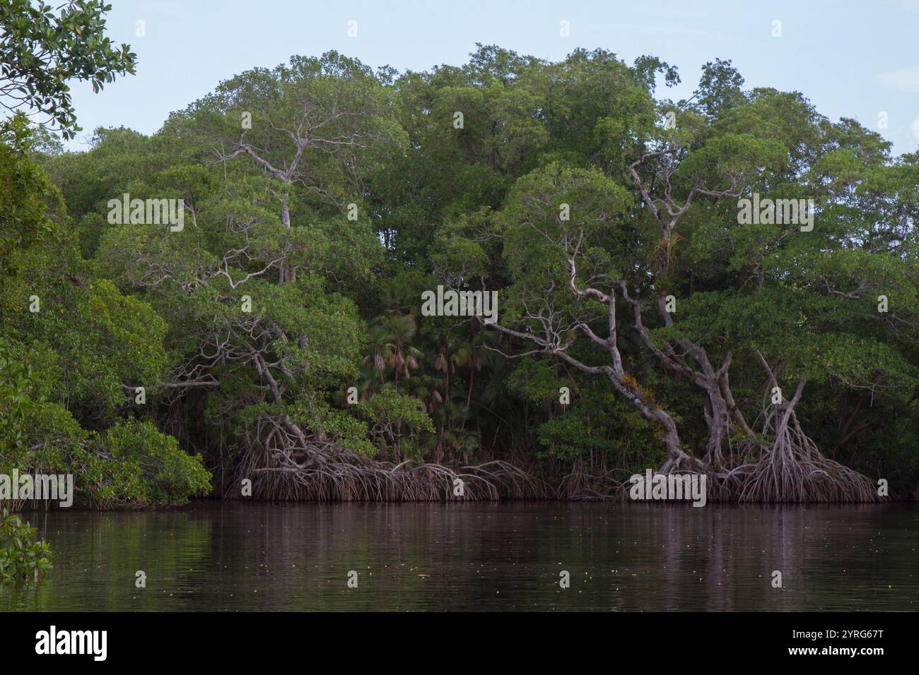 Centla Mangroves on Grijalva River Stock Photo - Alamy