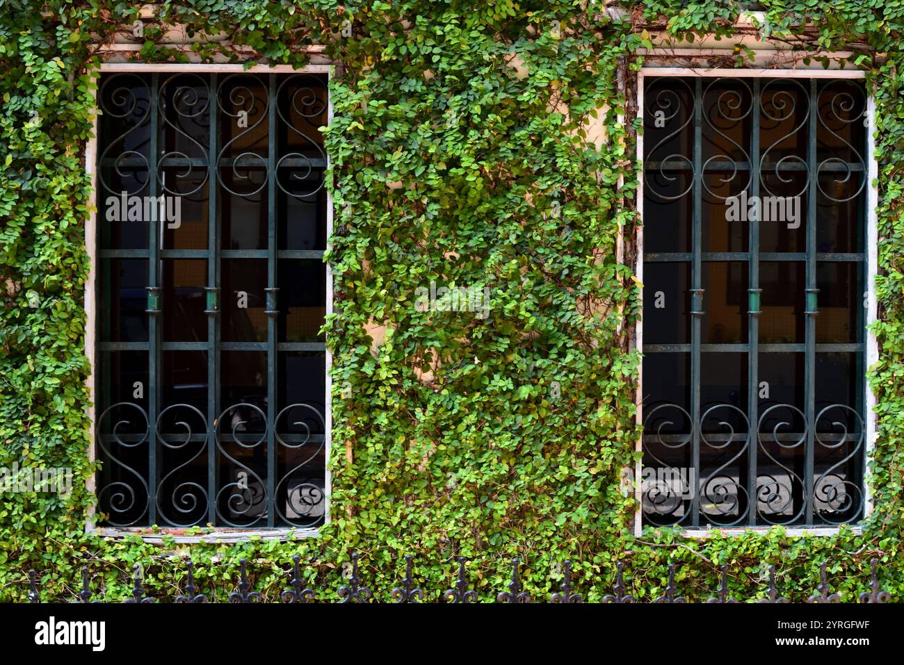 Classic grid windows on plant wall, Macau Stock Photo - Alamy