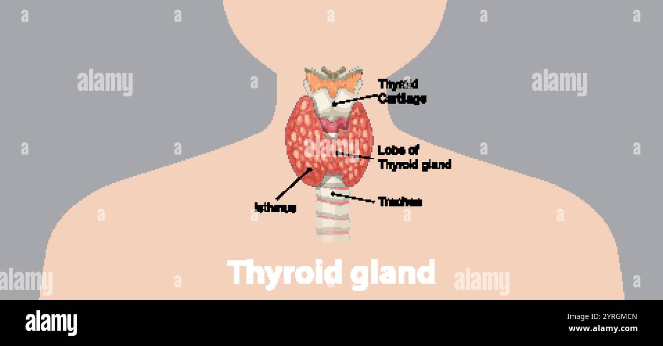 Detailed illustration of thyroid gland anatomy Stock Vector Image & Art ...