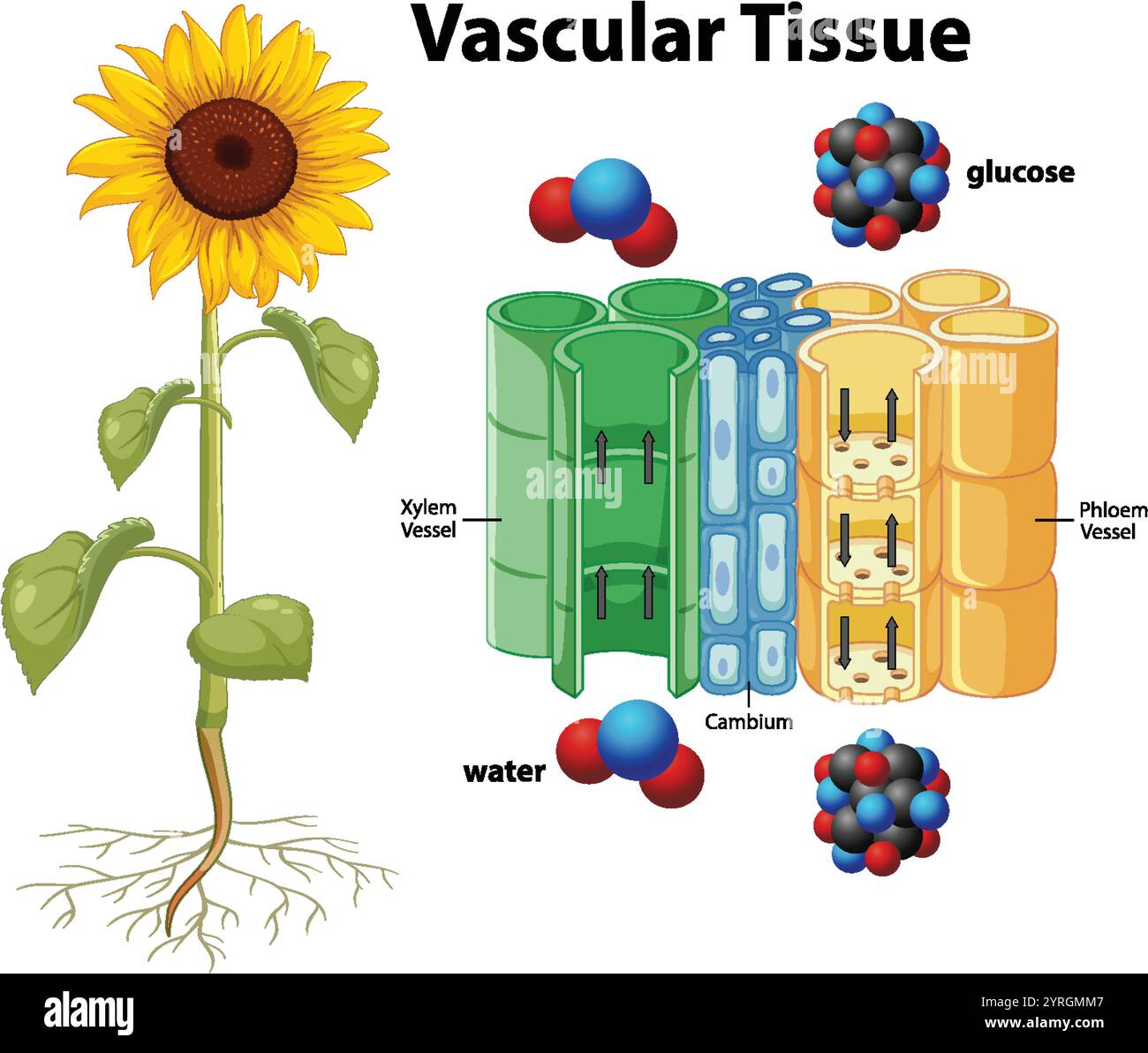Detailed diagram of plant vascular tissue structure Stock Vector Image ...