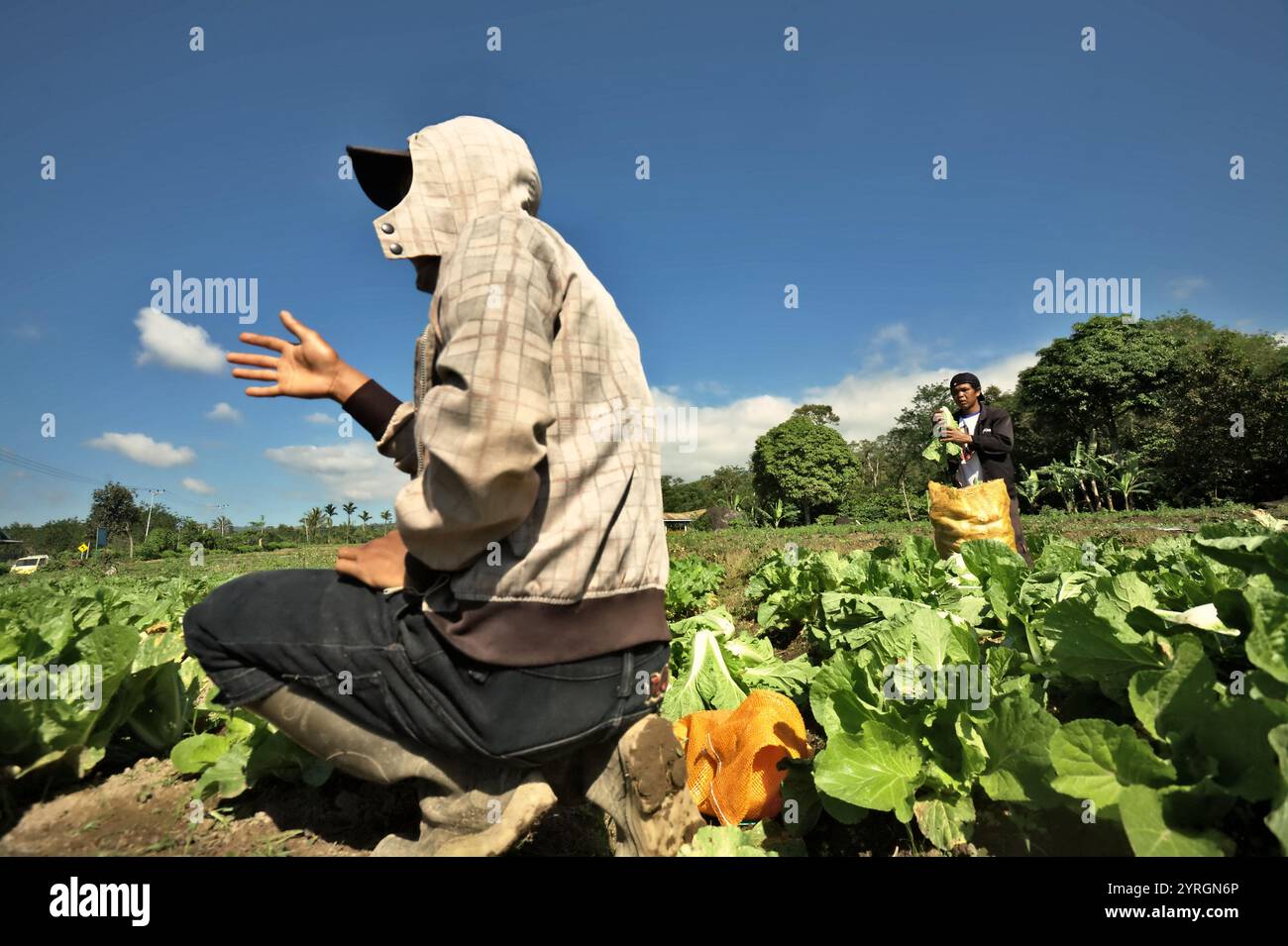 Large-petiole mustard (Chinese mustard greens) farmers at a mustard ...