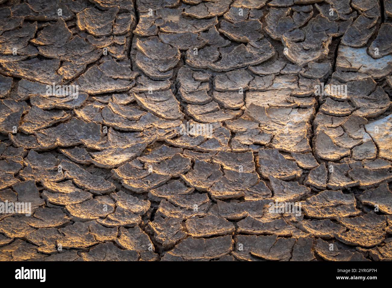 Detailed bark patterns hi-res stock photography and images - Alamy
