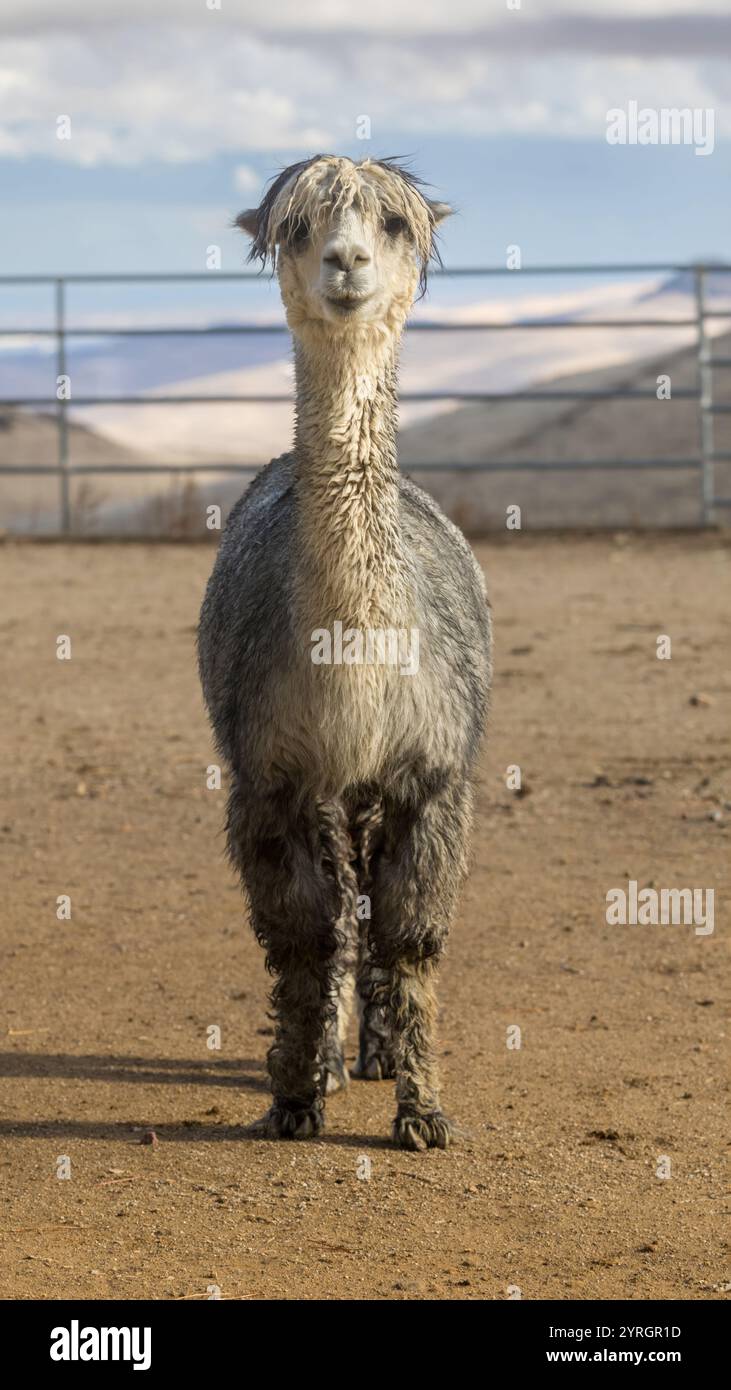 Alpaca looking at camera in a farm in Northern California Stock Photo ...