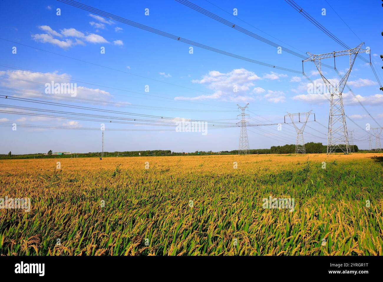 The autumn rice fields Stock Photo - Alamy