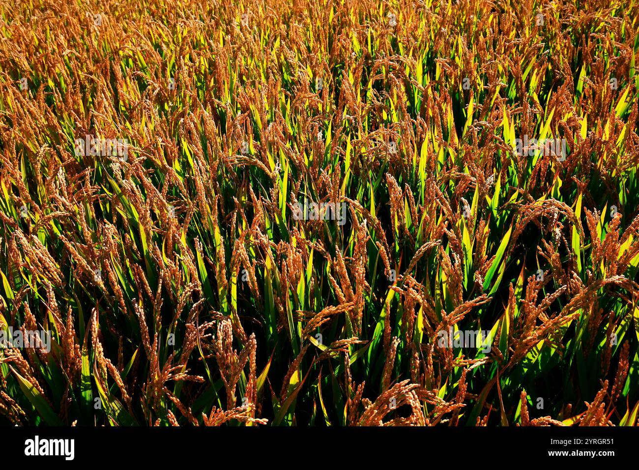 The autumn rice fields Stock Photo - Alamy