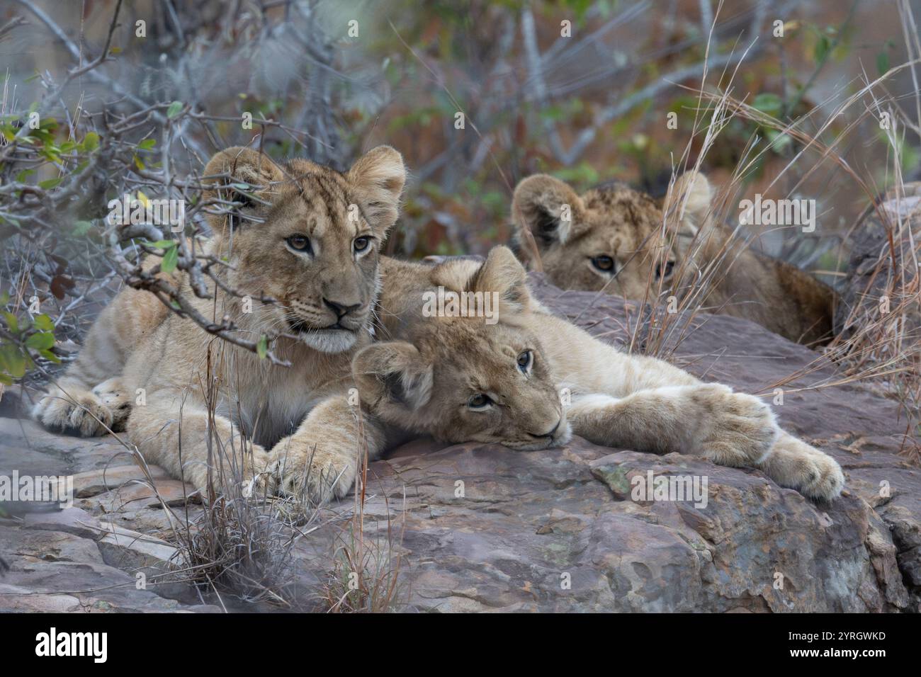 Lion cubs (Panthera leo) waiting for their mother to return from ...