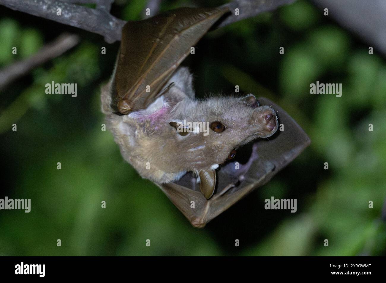 Wahlberg's epauletted fruit bat (Epomophorus wahlbergi) roosting and ...