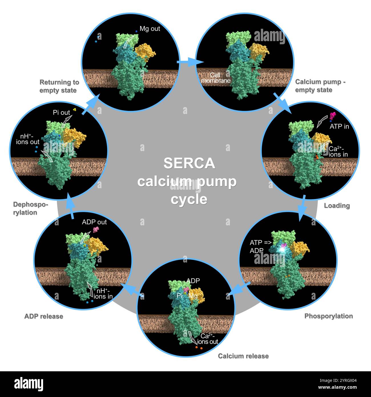 SERCA calcium pump cycle, illustration Stock Photo - Alamy