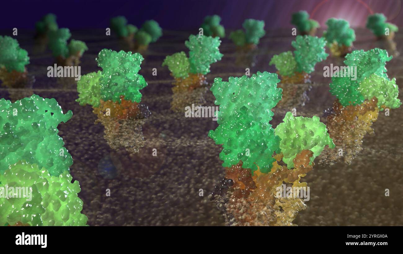 Molecular model of sarcoendoplasmic reticulum calcium ATPase (SERCA ...