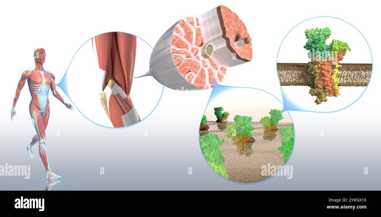 Muscle structure and SERCA calcium pump, illustration Stock Photo - Alamy